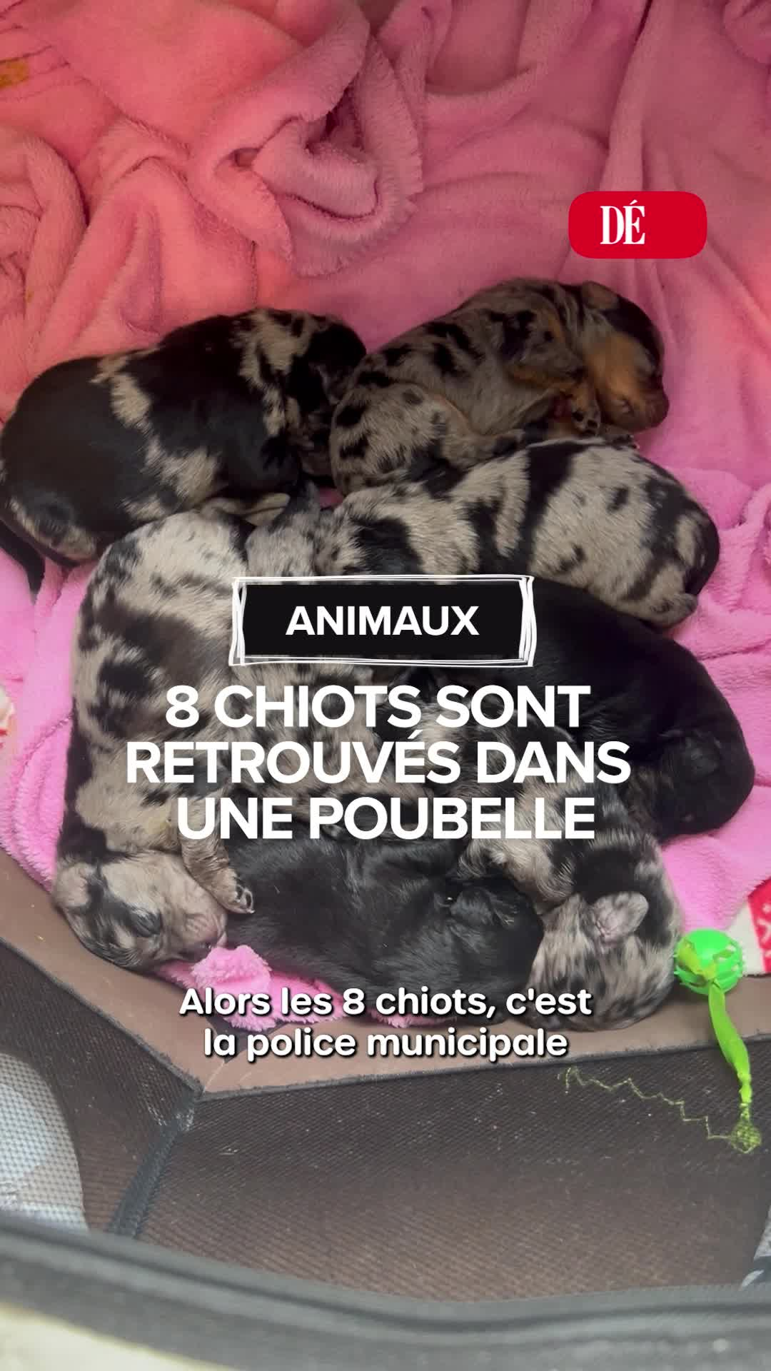 "J’espère vraiment qu’ils seront tous adoptés avant Noël": la nouvelle vie des huit chiots ...