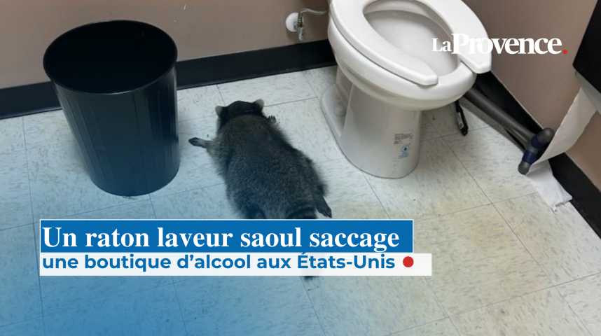 Un raton laveur saoul saccage une boutique d'alcool aux États-Unis