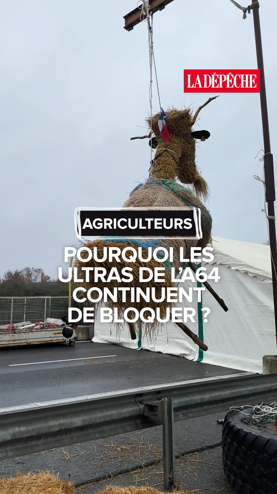 Dermatose nodulaire : quinze jours après leur arrivée sur l’autoroute ...