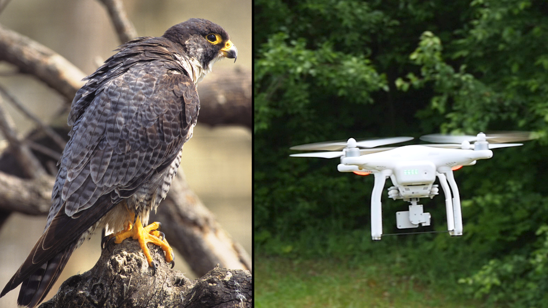 Faucon pèlerin ou drone, il faut choisir : exemple à Scherwiller