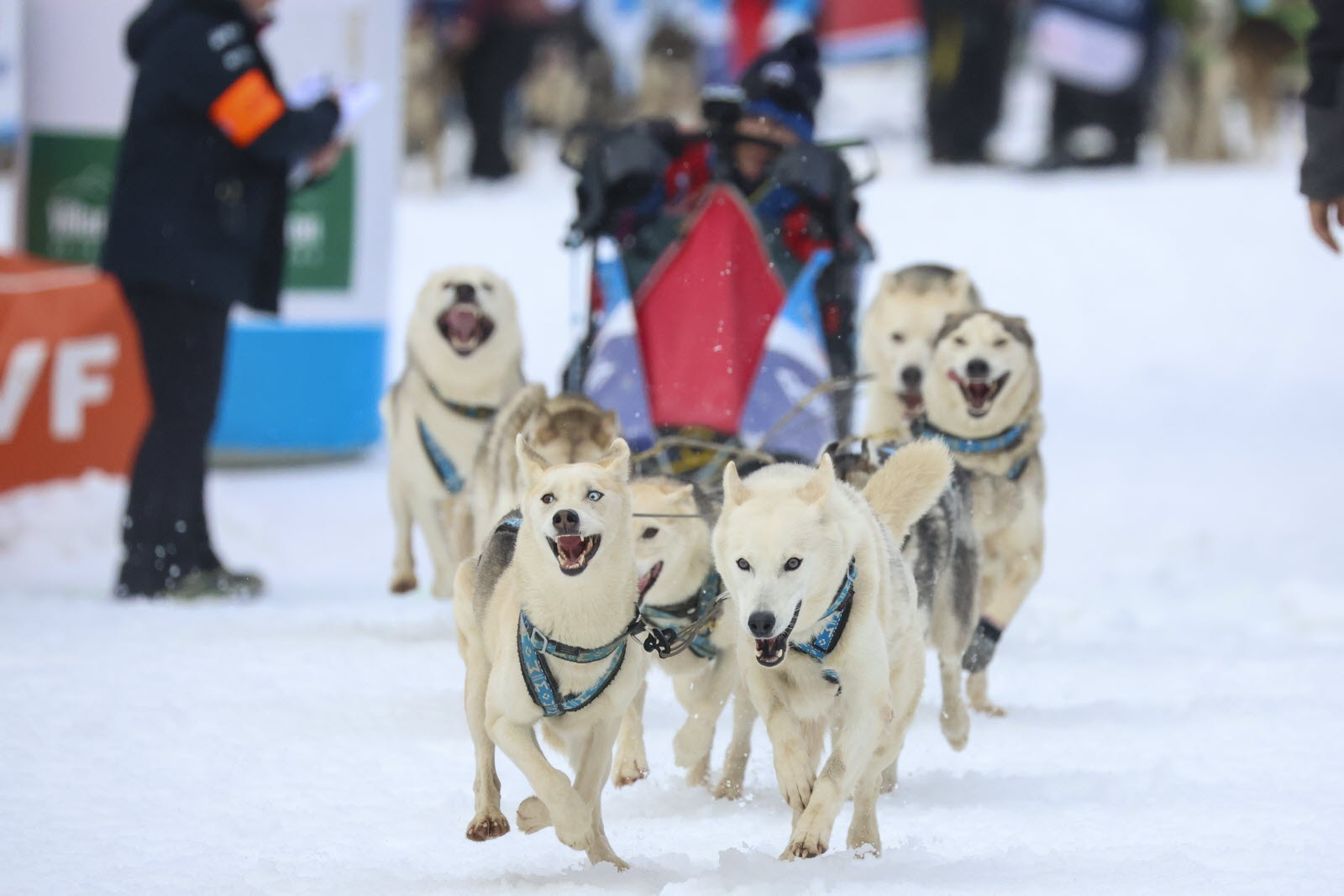 La Grande Odyssée Royal Canin, la course de chiens de traîneau la plus ...