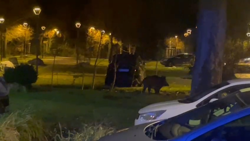 " On ne sait pas s’il voulait jouer à la roulette" : un sanglier s ...