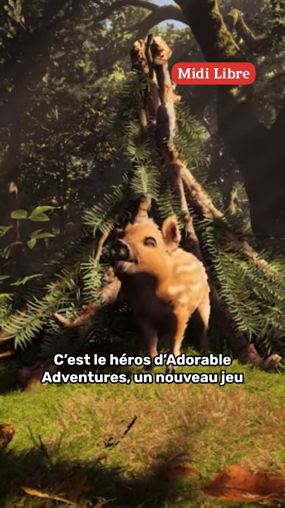 Il est made in Occitanie et il va vous faire craquer : Boris le ...
