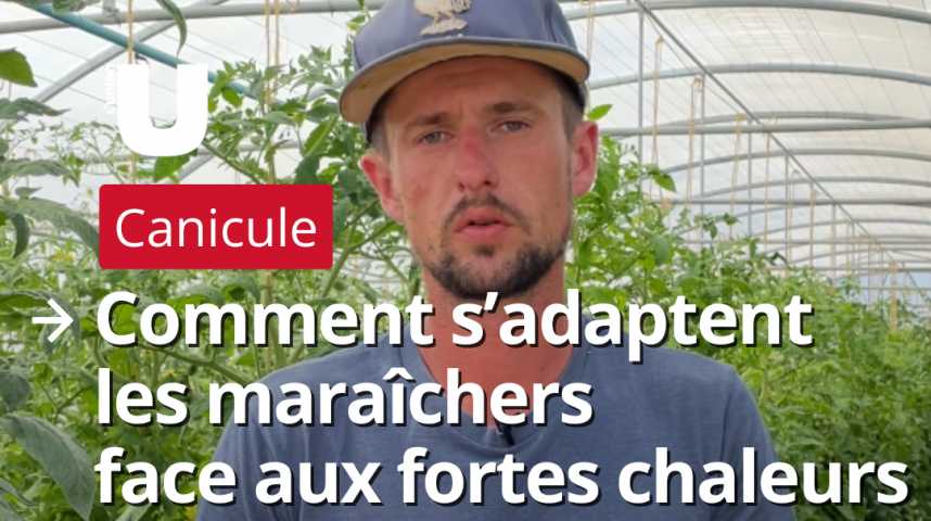 Vidéos : comment les maraichers font face à la canicule - L'union