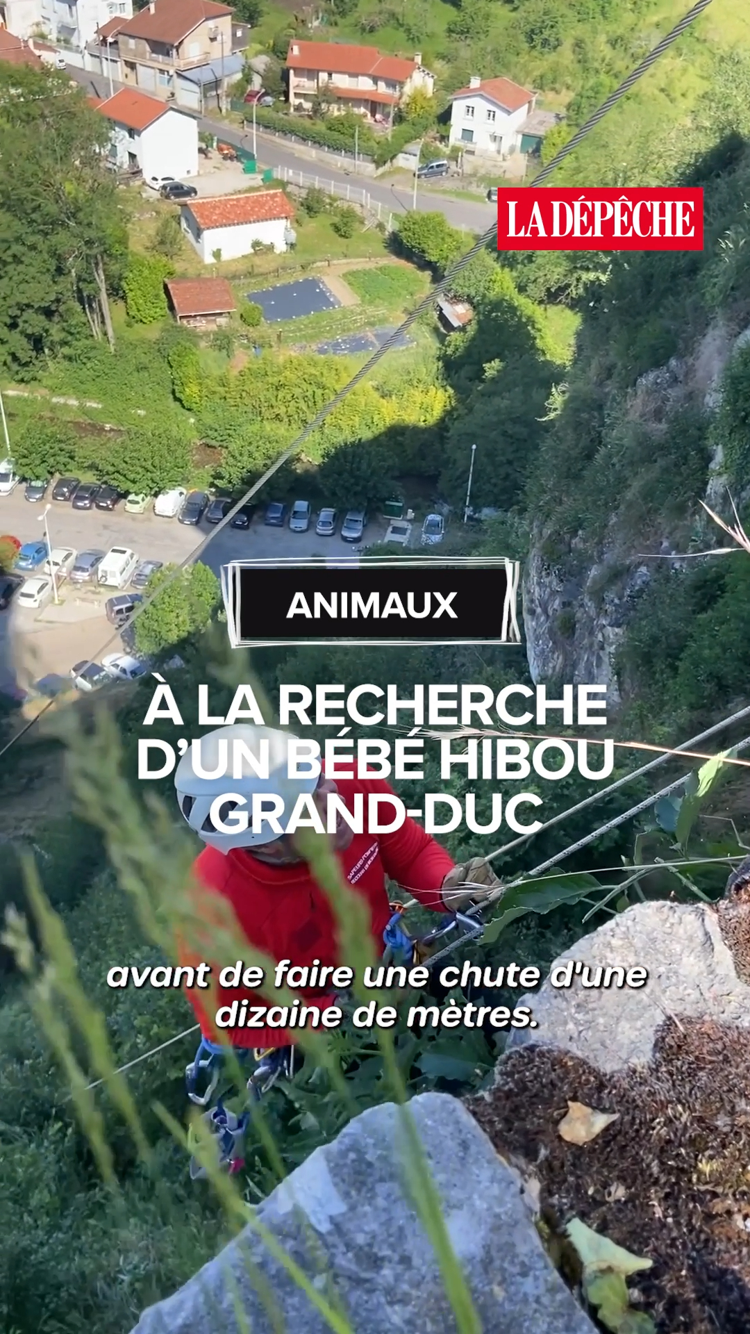 "On met du thon au fond de la cage pour les attirer" : comment cette ...