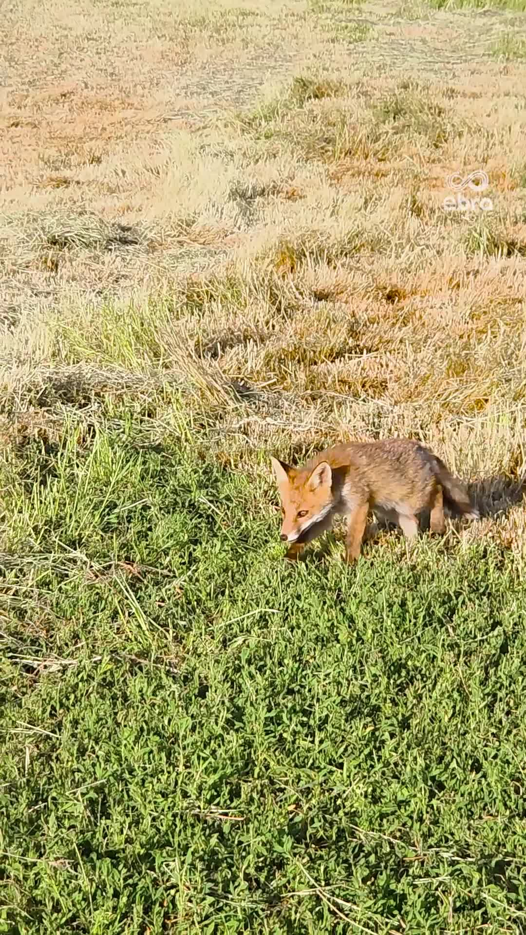 Une renarde et ses quatre renardeaux aperçus dans les Vosges