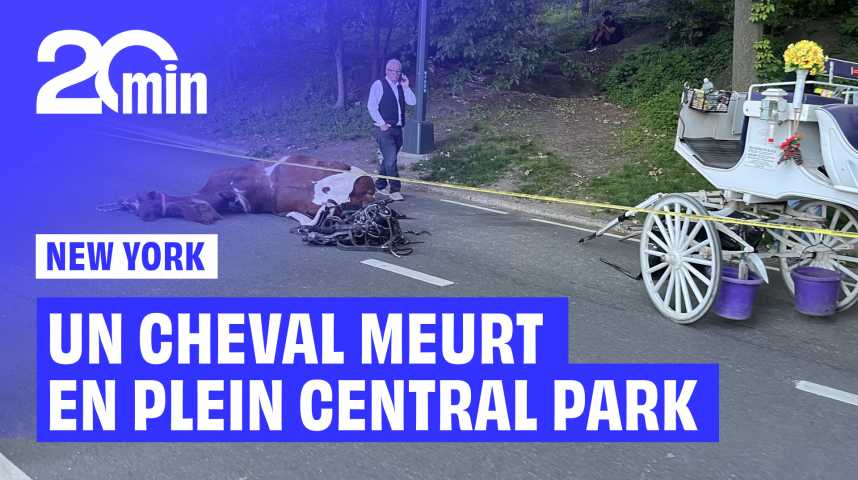 Vidéos : New York : Un cheval à calèche meurt en plein Central Park - L ...